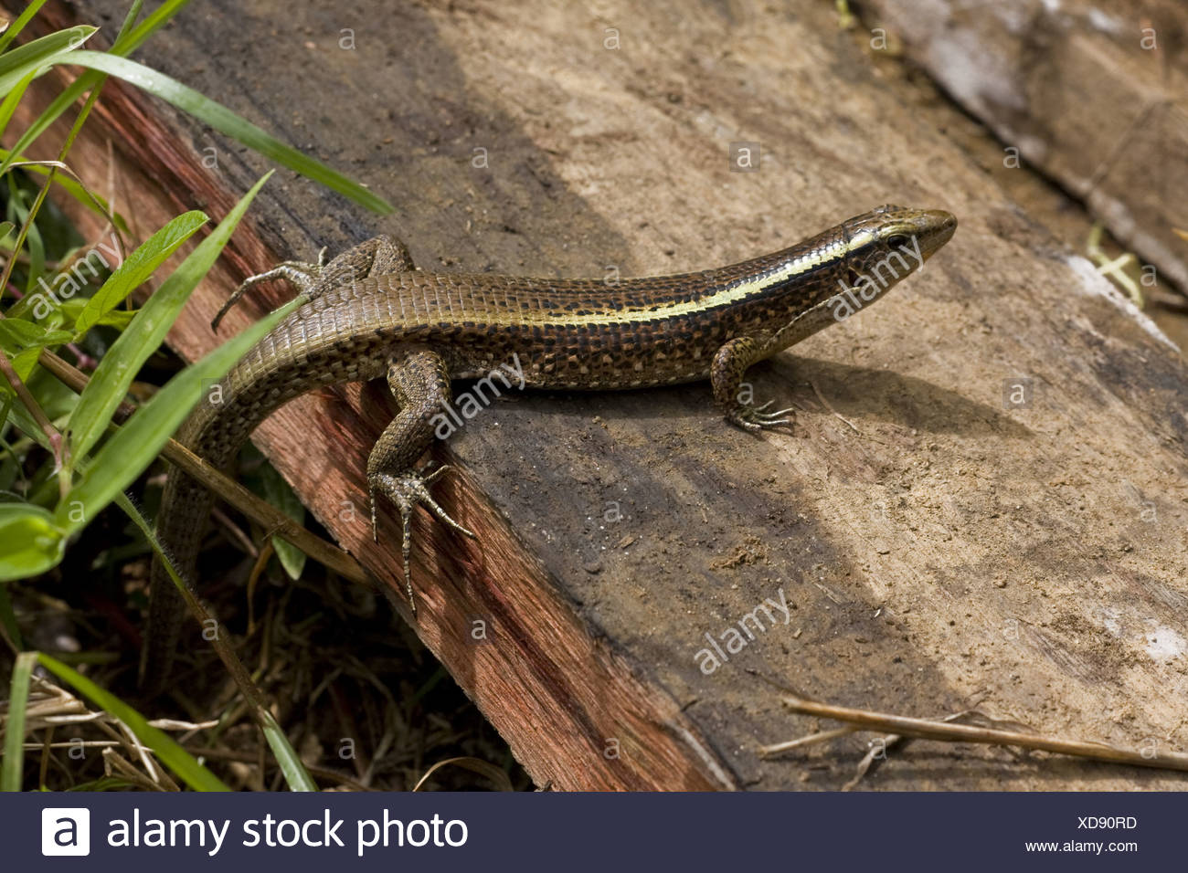 Zonosaurus High Resolution Stock Photography and Images - Alamy