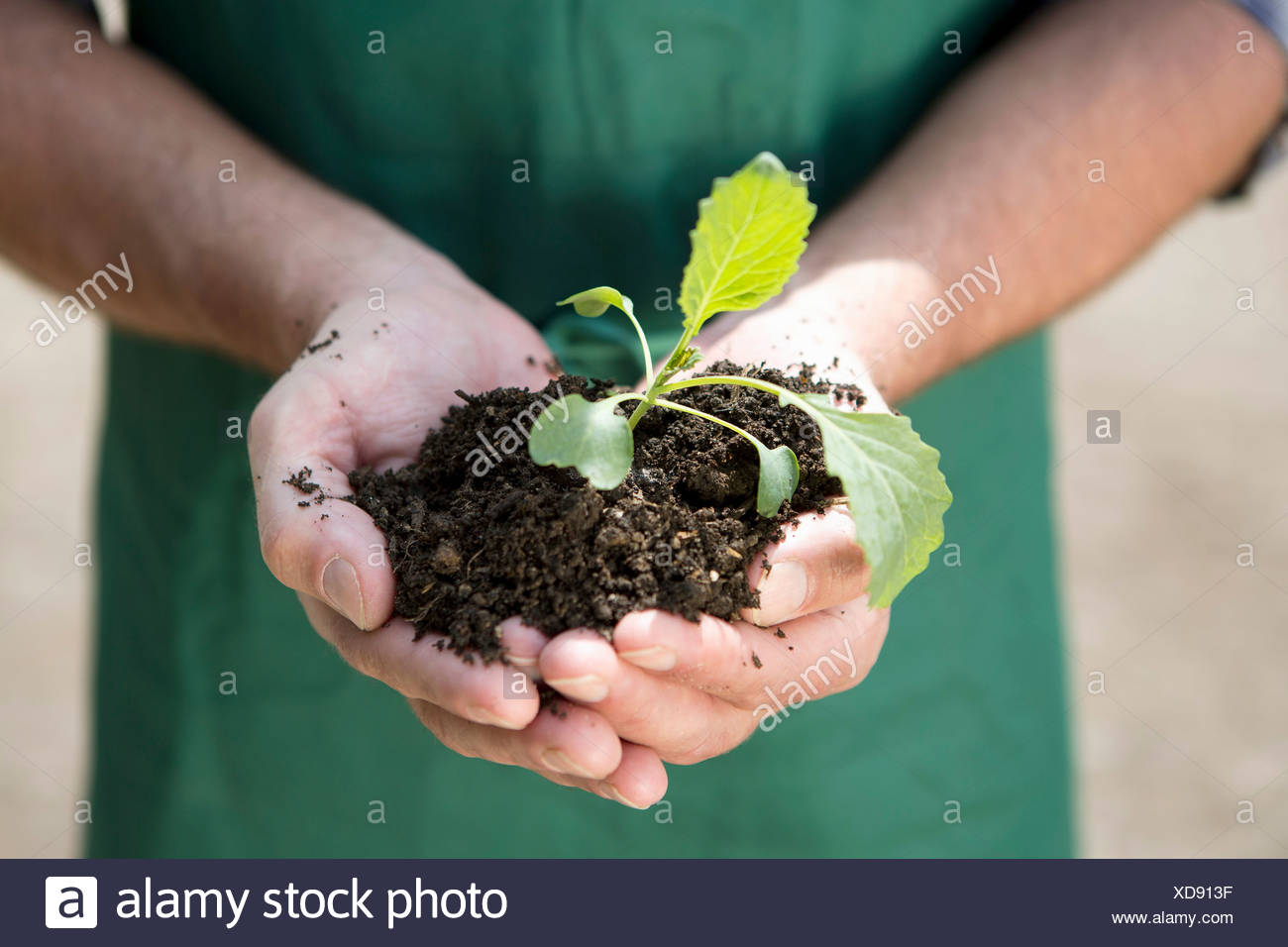 Seedling Nursery High Resolution Stock Photography and Images - Alamy