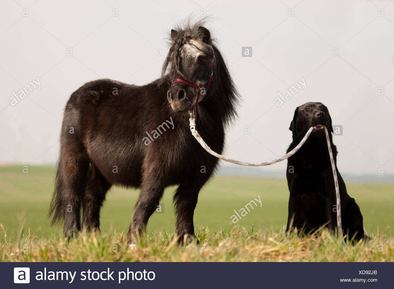 1 Shetland Pony High Resolution Stock Photography and Images - Alamy