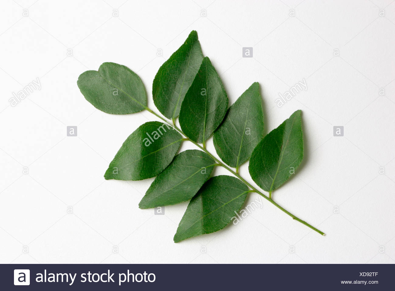 Kadi Patta High Resolution Stock Photography and Images - Alamy