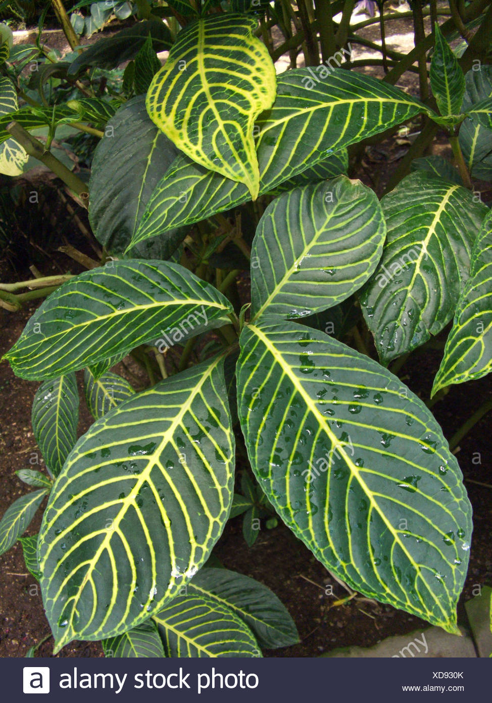 Chamaephytes Stock Photos & Chamaephytes Stock Images - Alamy