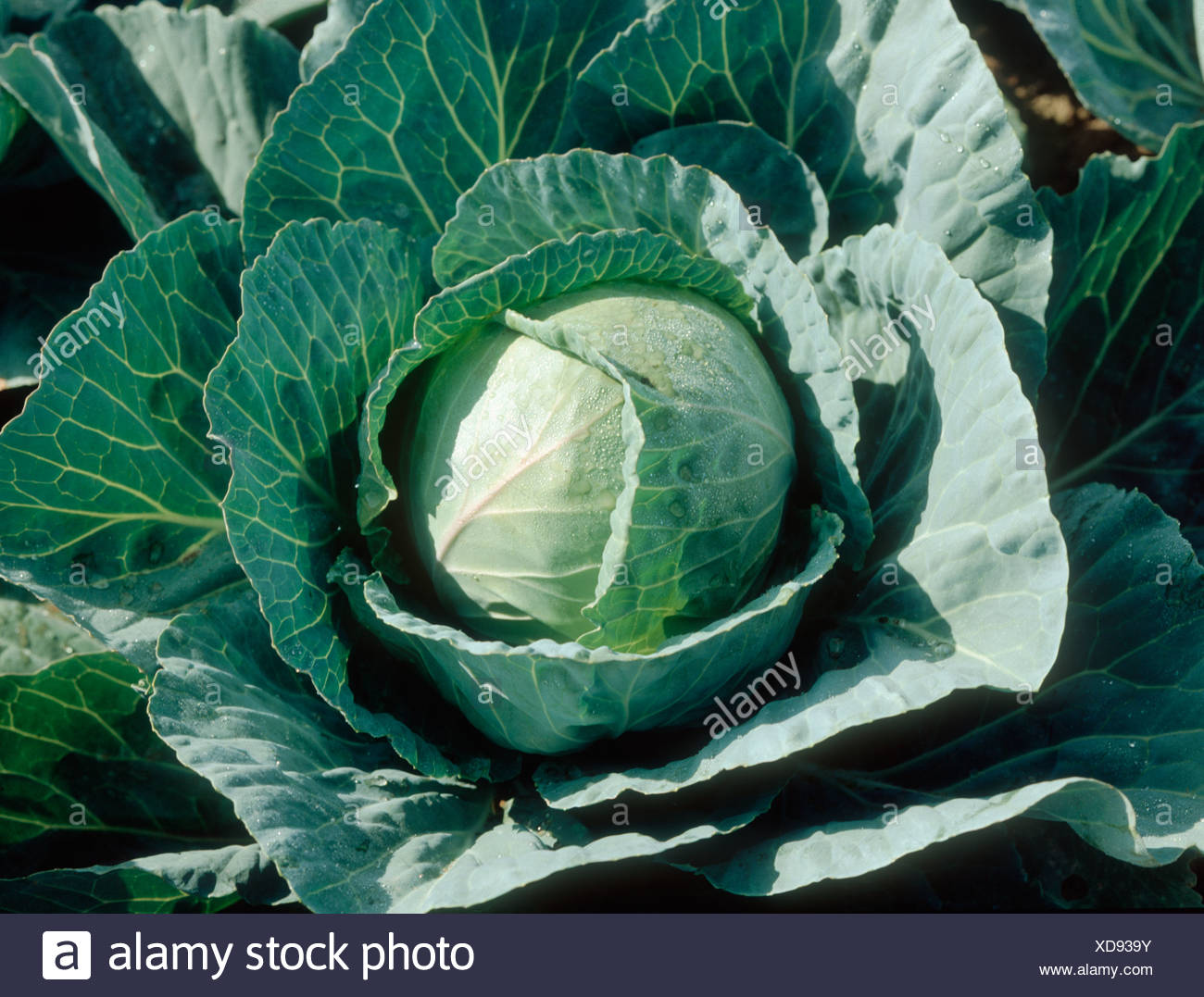 Winter Cabbage High Resolution Stock Photography and Images - Alamy