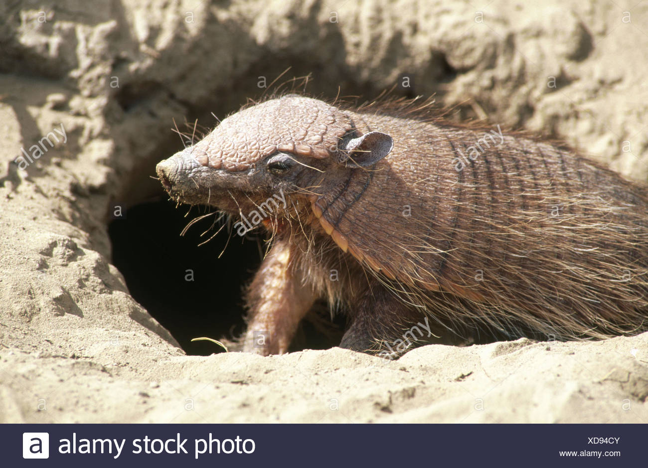 Pichi High Resolution Stock Photography and Images - Alamy