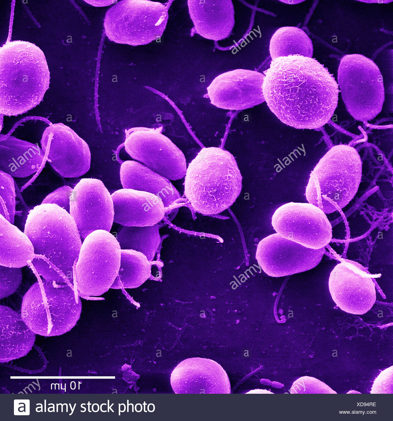 Green Algae Cell High Resolution Stock Photography and Images - Alamy