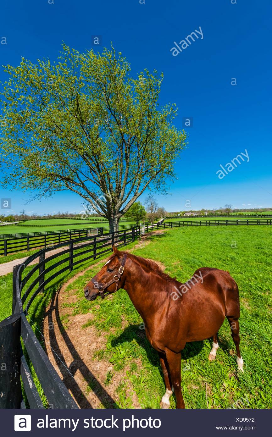 Lexington Racehorse High Resolution Stock Photography and Images - Alamy