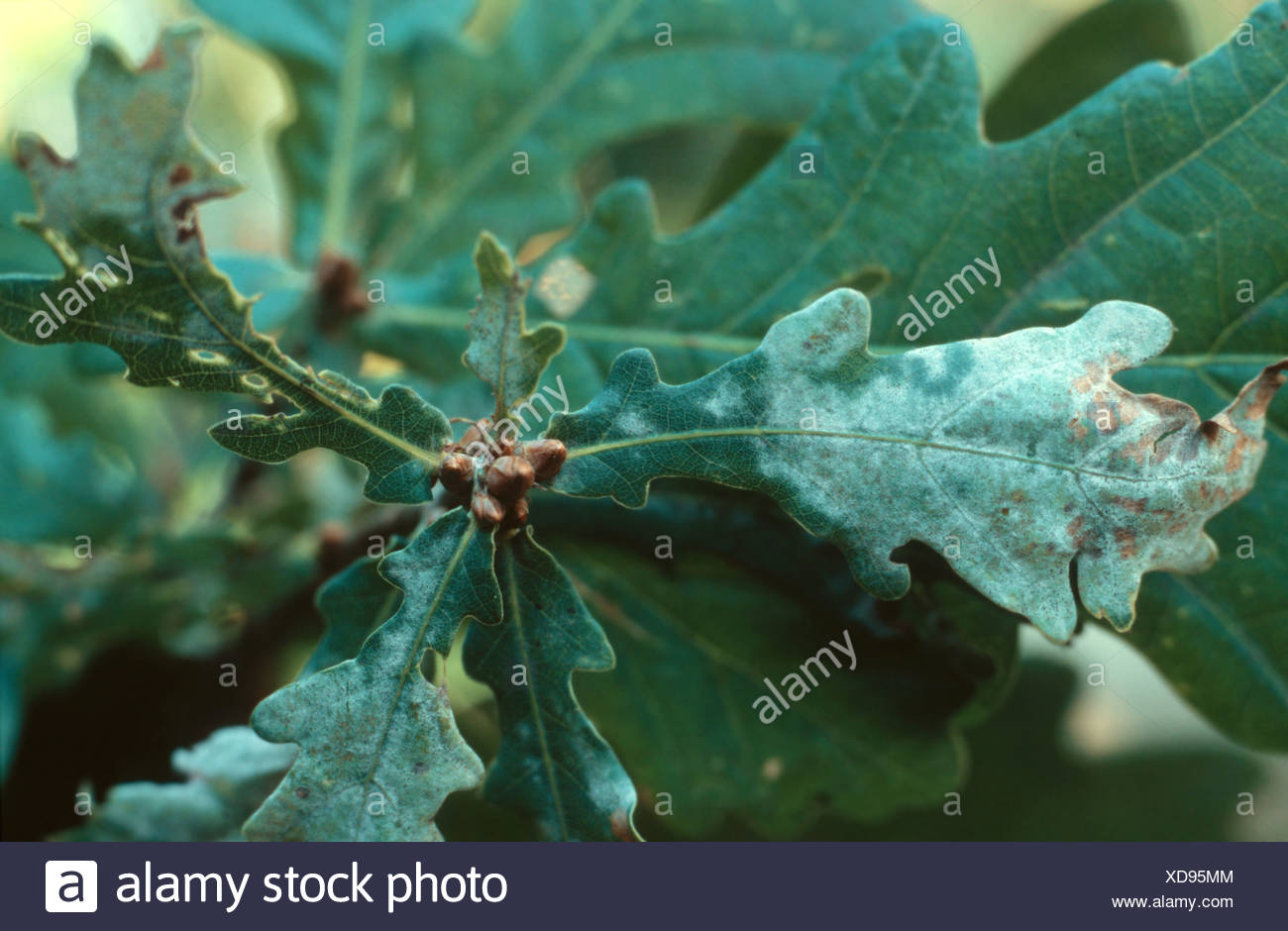 Oak Tree Fungus Disease High Resolution Stock Photography and Images ...