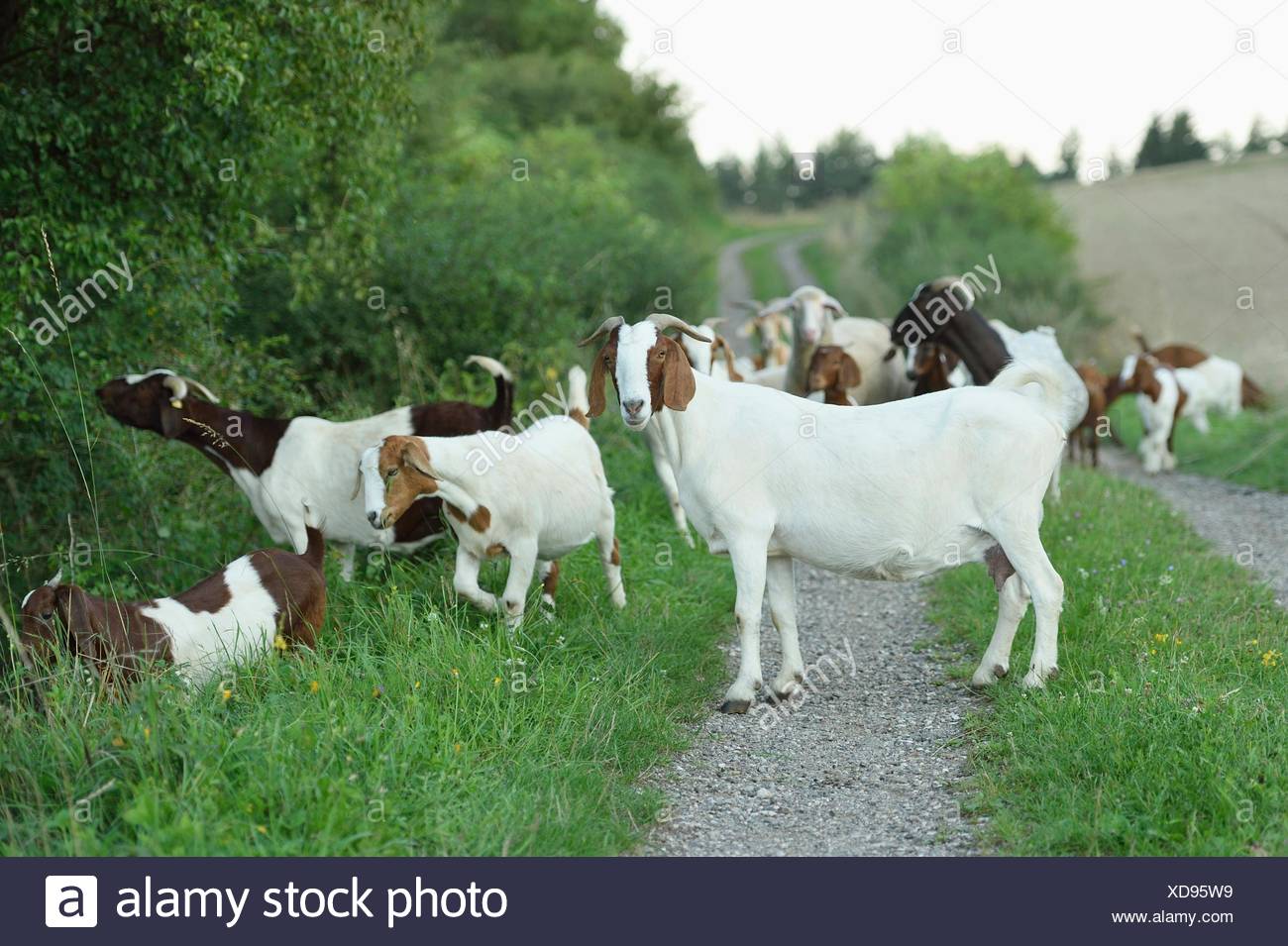 Group Of Goats Stock Photos & Group Of Goats Stock Images - Alamy
