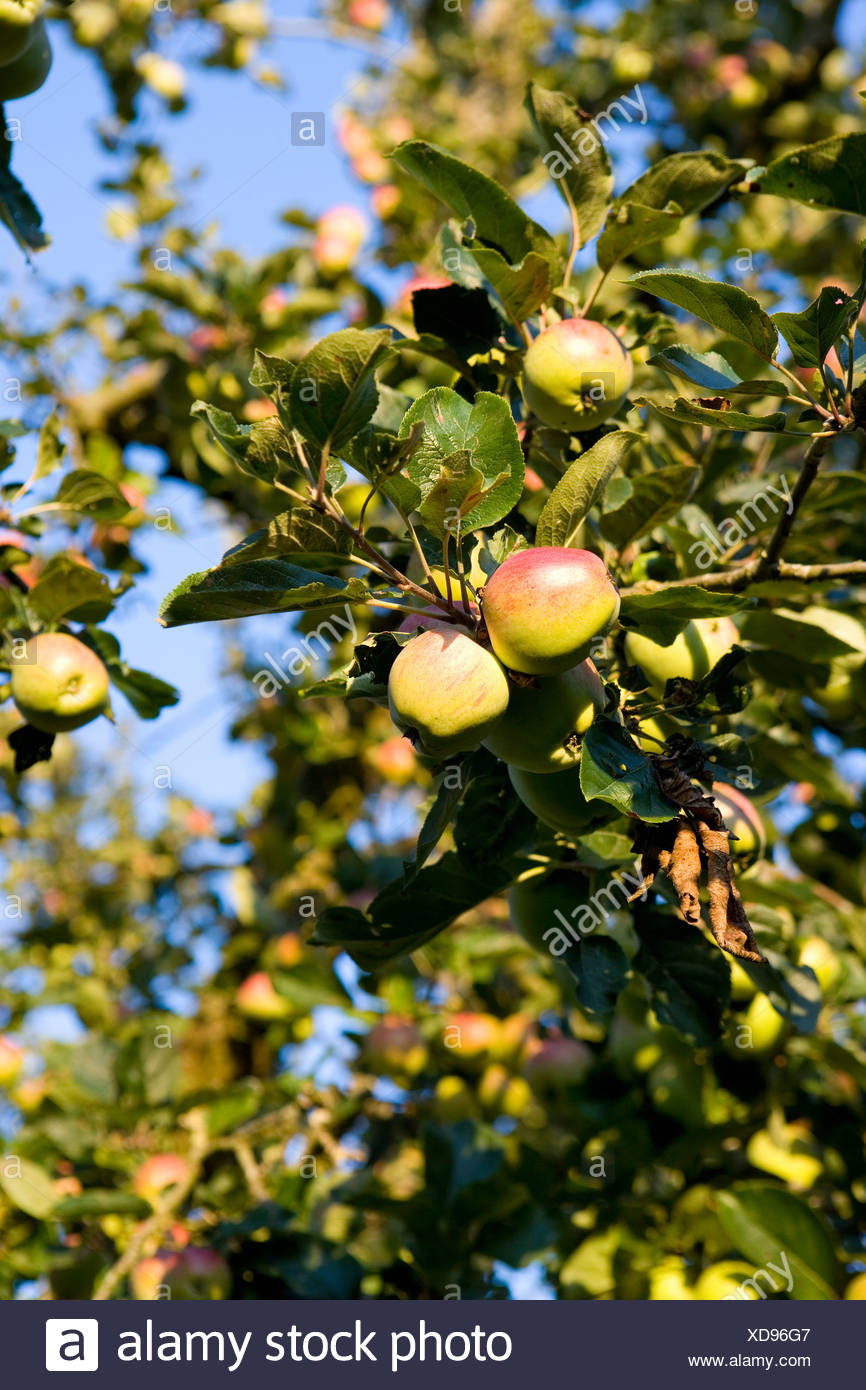 Apple Tree Stock Photos & Apple Tree Stock Images - Alamy