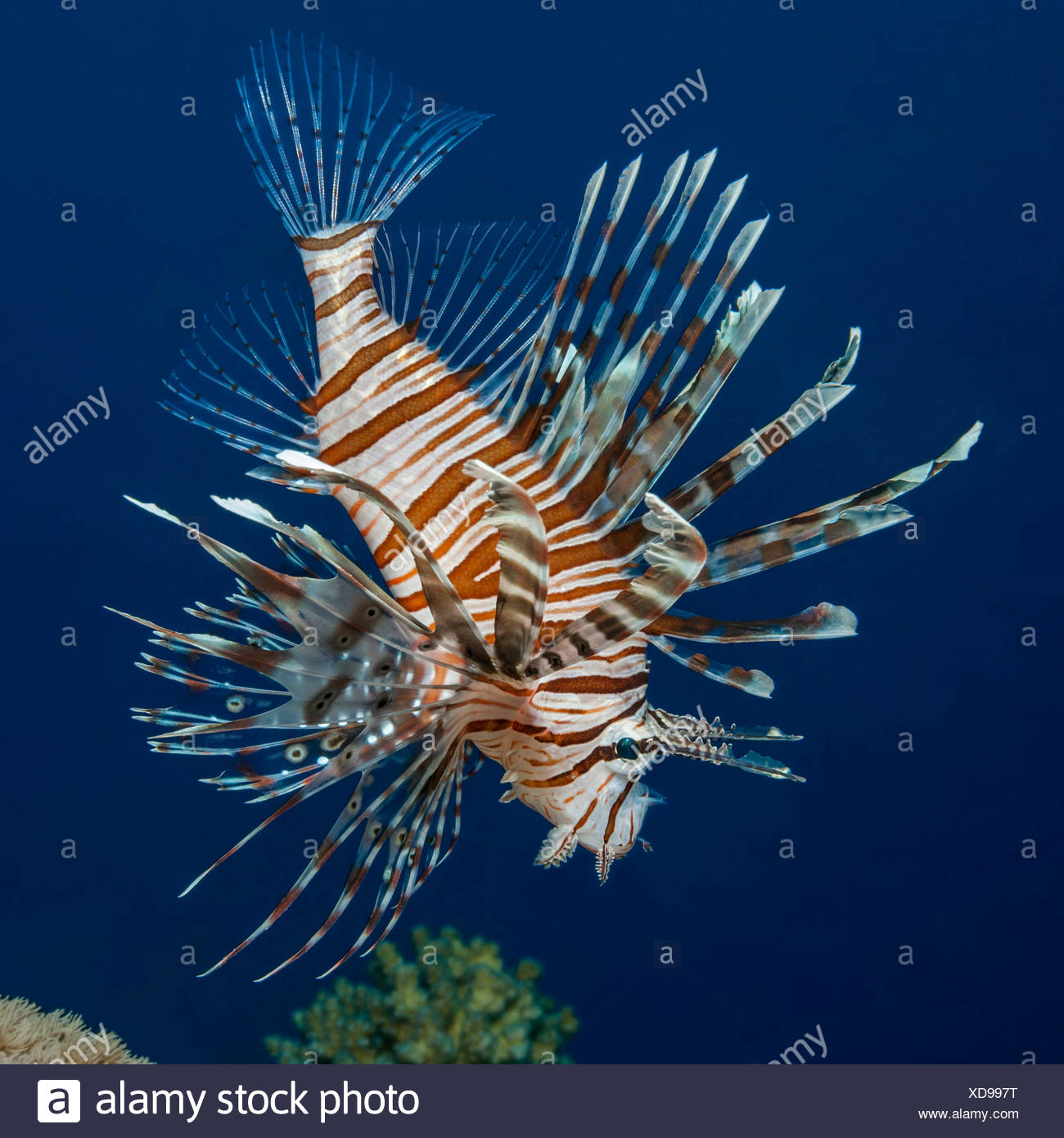 Devil Lionfish High Resolution Stock Photography and Images - Alamy