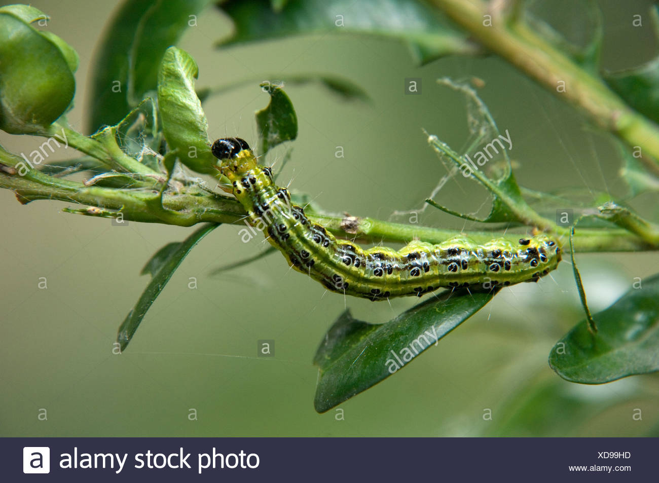 Caterpillar At Boxwood Stock Photos & Caterpillar At Boxwood Stock ...