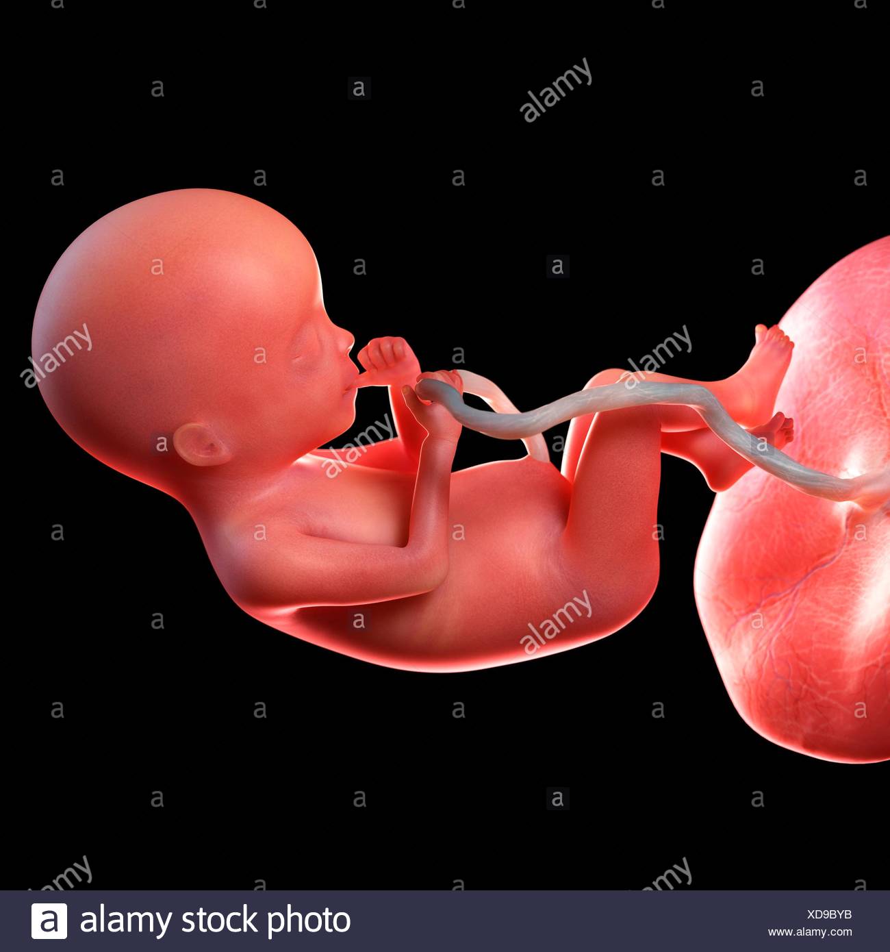 Fetus 20 Weeks Stock Photos & Fetus 20 Weeks Stock Images - Alamy