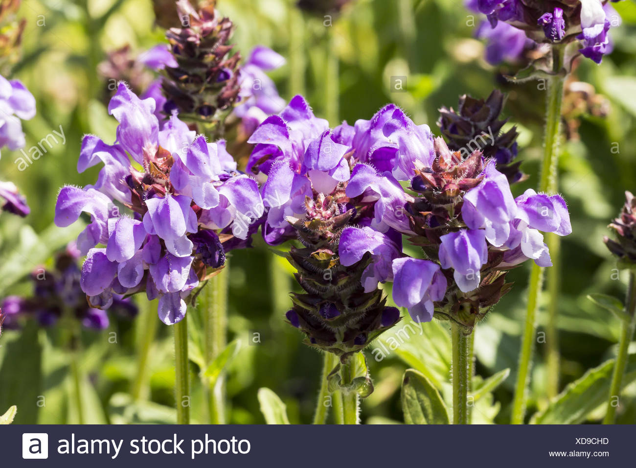 Prunella Grandiflora High Resolution Stock Photography and Images - Alamy