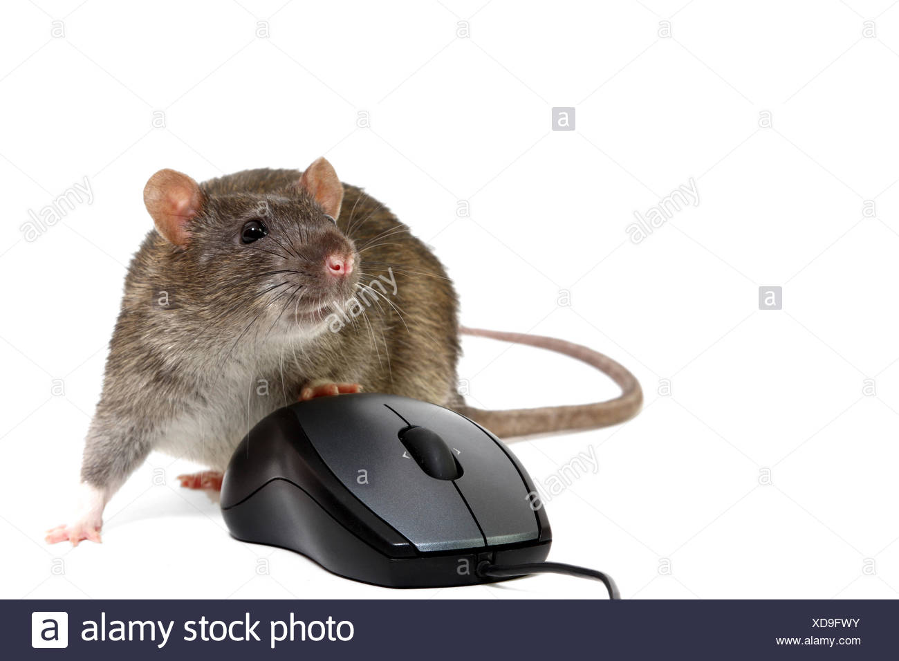 Rat And Computer Stock Photos & Rat And Computer Stock Images - Alamy