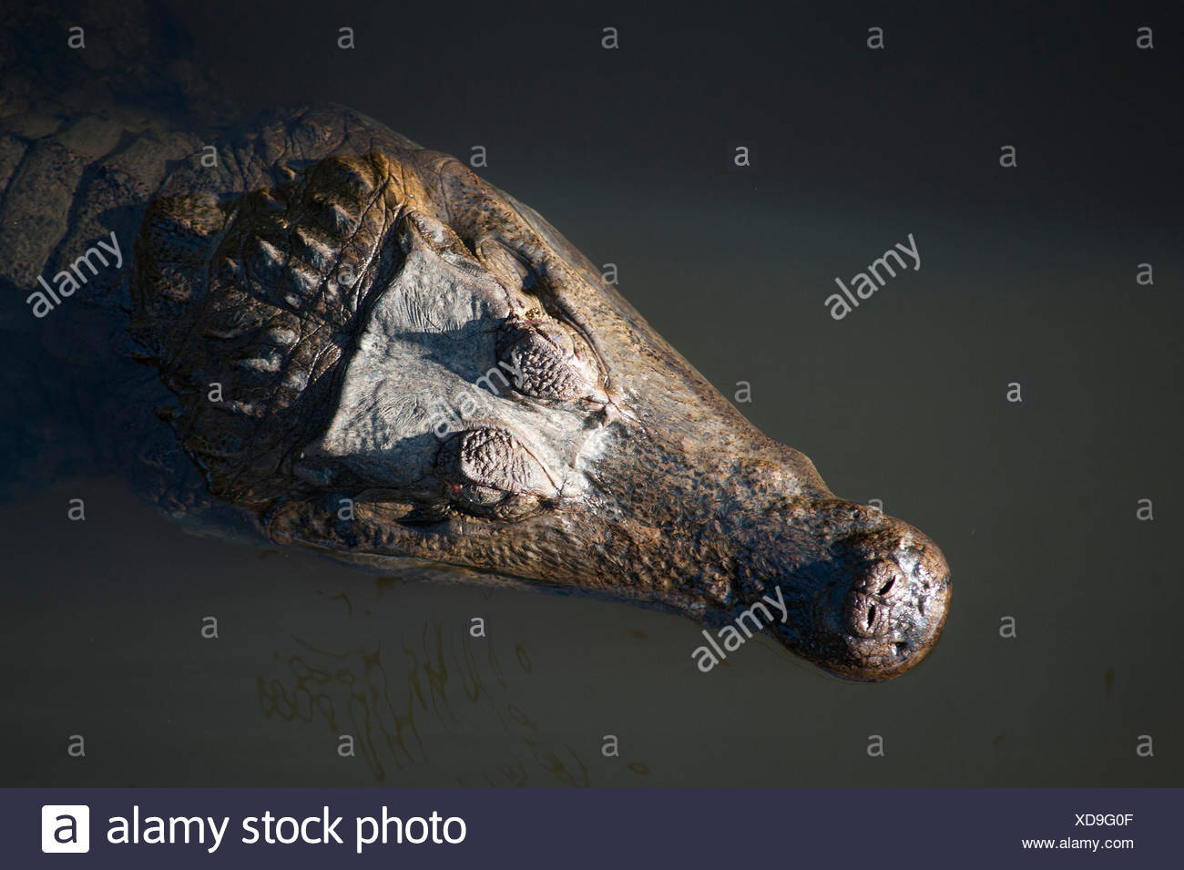 Melanosuchus Niger High Resolution Stock Photography and Images - Alamy