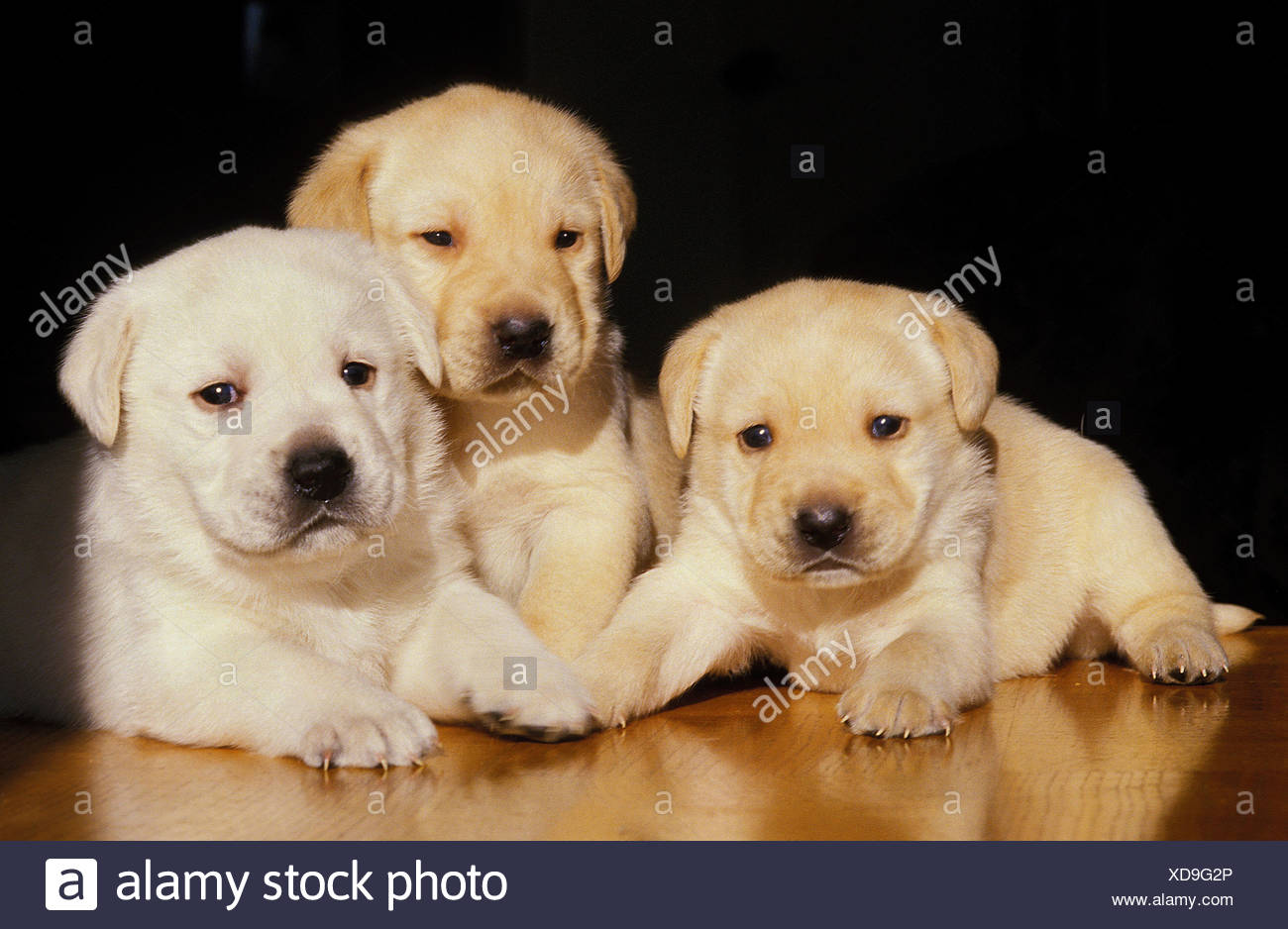 Labrador Retriever Group High Resolution Stock Photography and Images ...