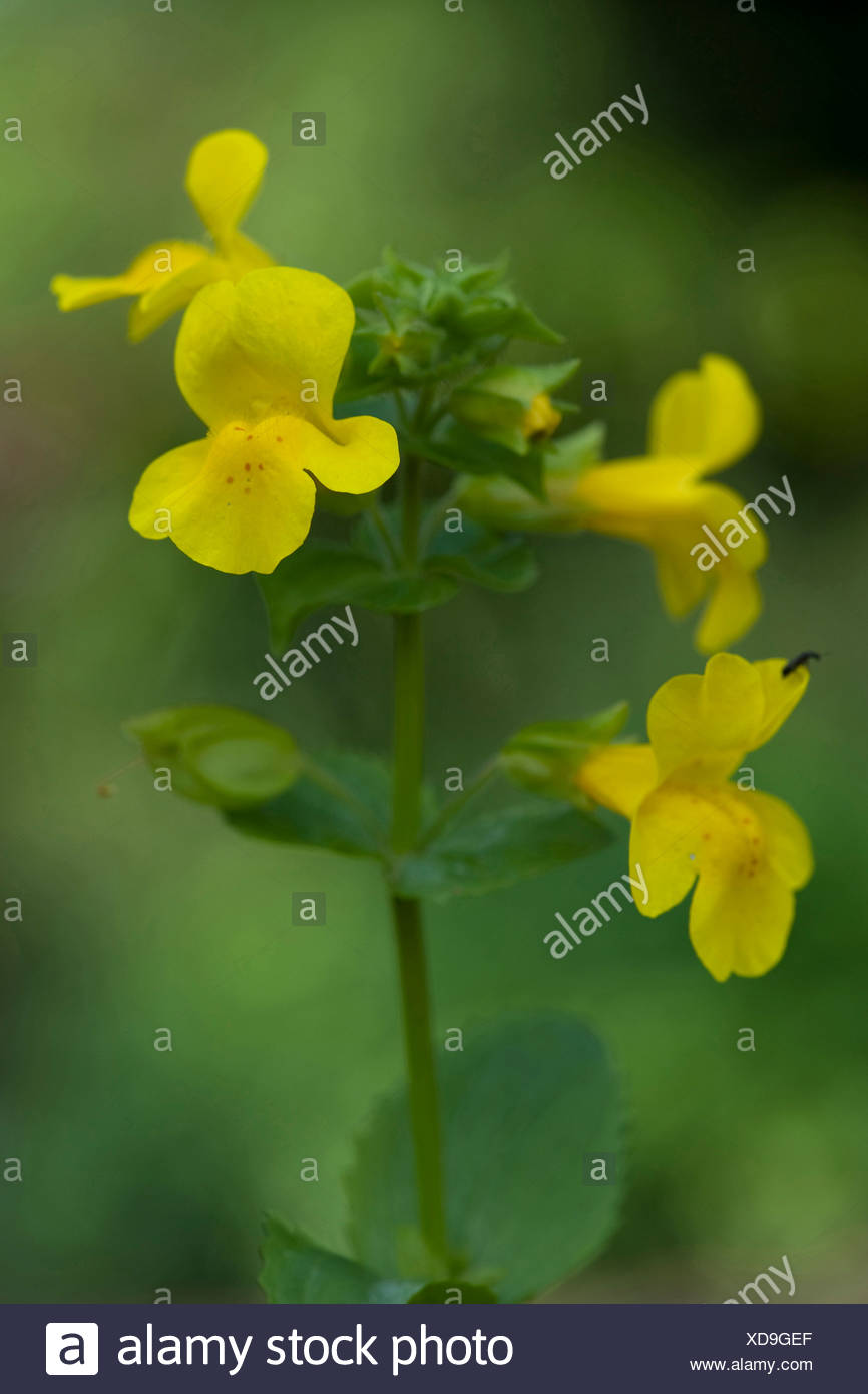 Yellow Monkeyflower Mimulus Guttatus High Resolution Stock Photography ...