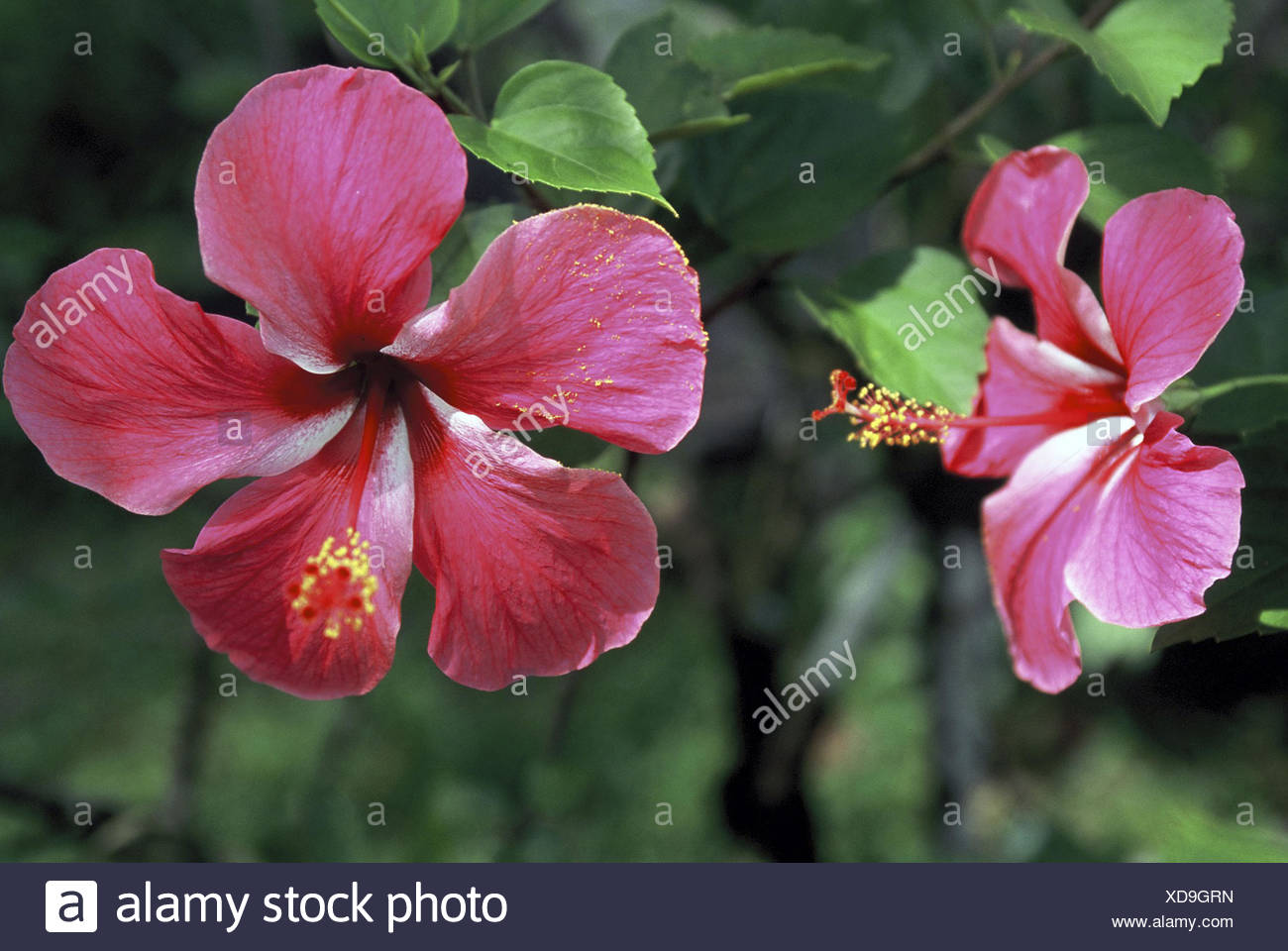 Rainforest Flowers High Resolution Stock Photography and Images - Alamy