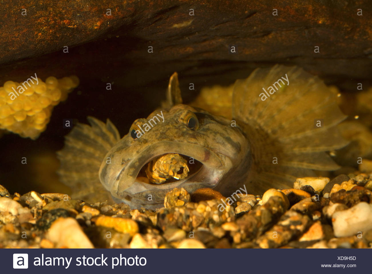 Animal That Spits High Resolution Stock Photography and Images - Alamy