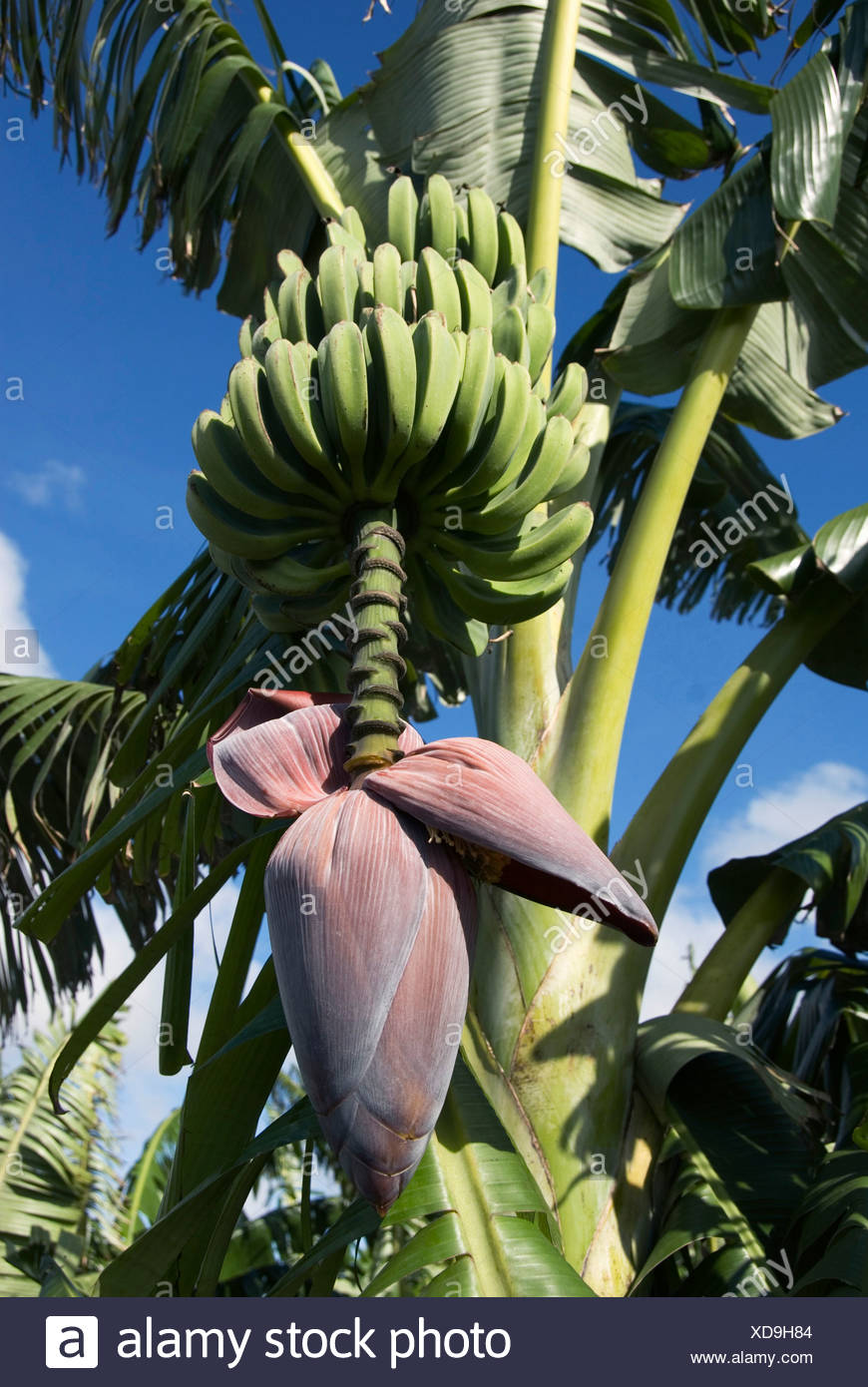 Common Banana Musa X Paradisiaca High Resolution Stock Photography and ...