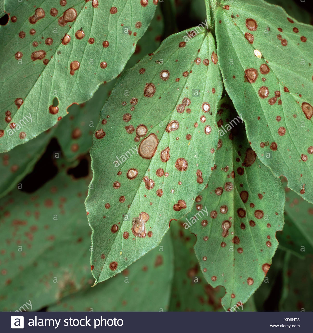 Faba Bean Disease Stock Photos & Faba Bean Disease Stock Images - Alamy