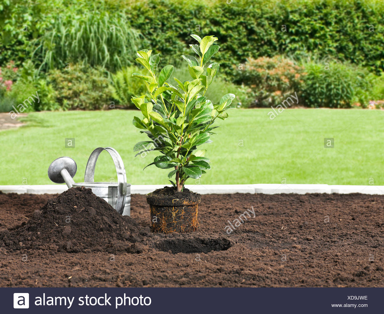 Laurel Plant High Resolution Stock Photography and Images - Alamy