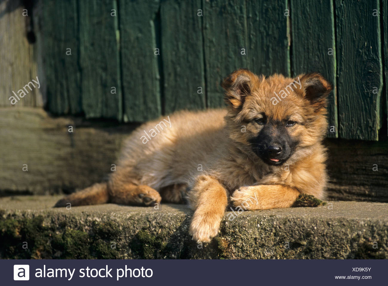 German Fox High Resolution Stock Photography and Images - Alamy