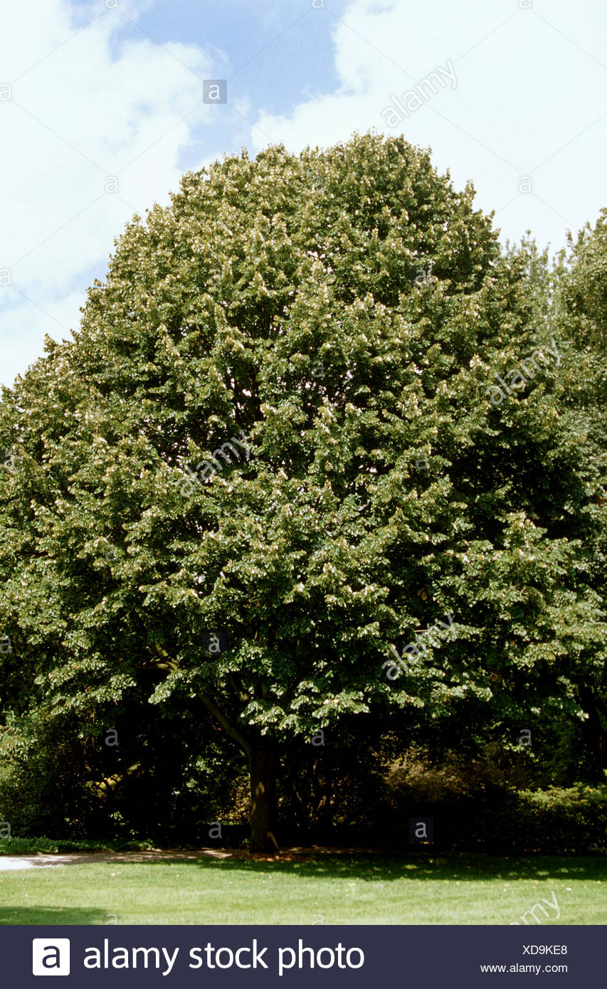 Silver Linden High Resolution Stock Photography and Images - Alamy