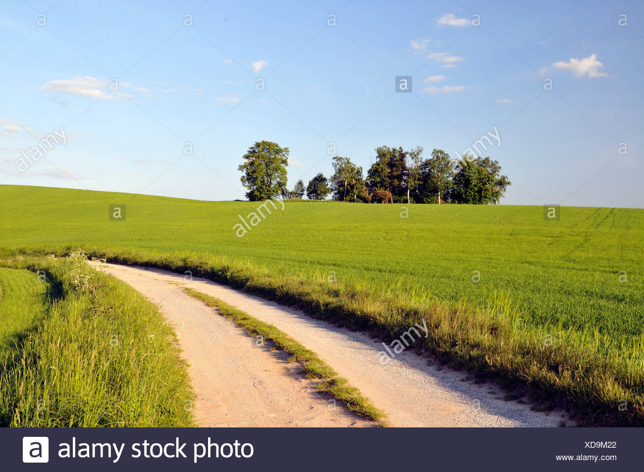 Path In Corn Field High Resolution Stock Photography and Images - Alamy