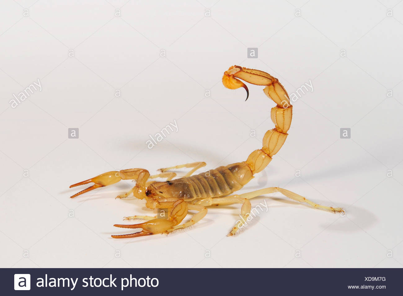 Fat Tailed Scorpions High Resolution Stock Photography and Images - Alamy