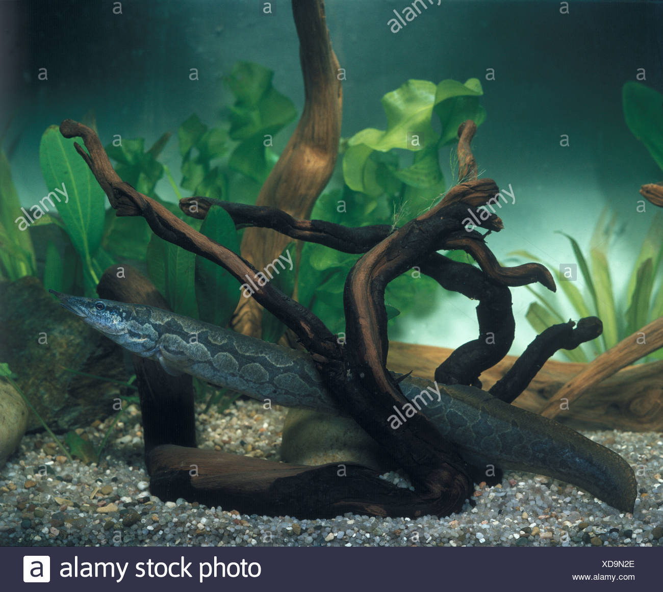 Spiny Eel Stock Photos & Spiny Eel Stock Images - Alamy