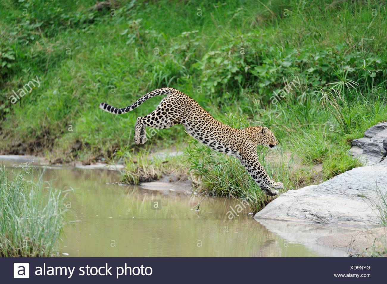 Leopard Jumping High Resolution Stock Photography and Images - Alamy