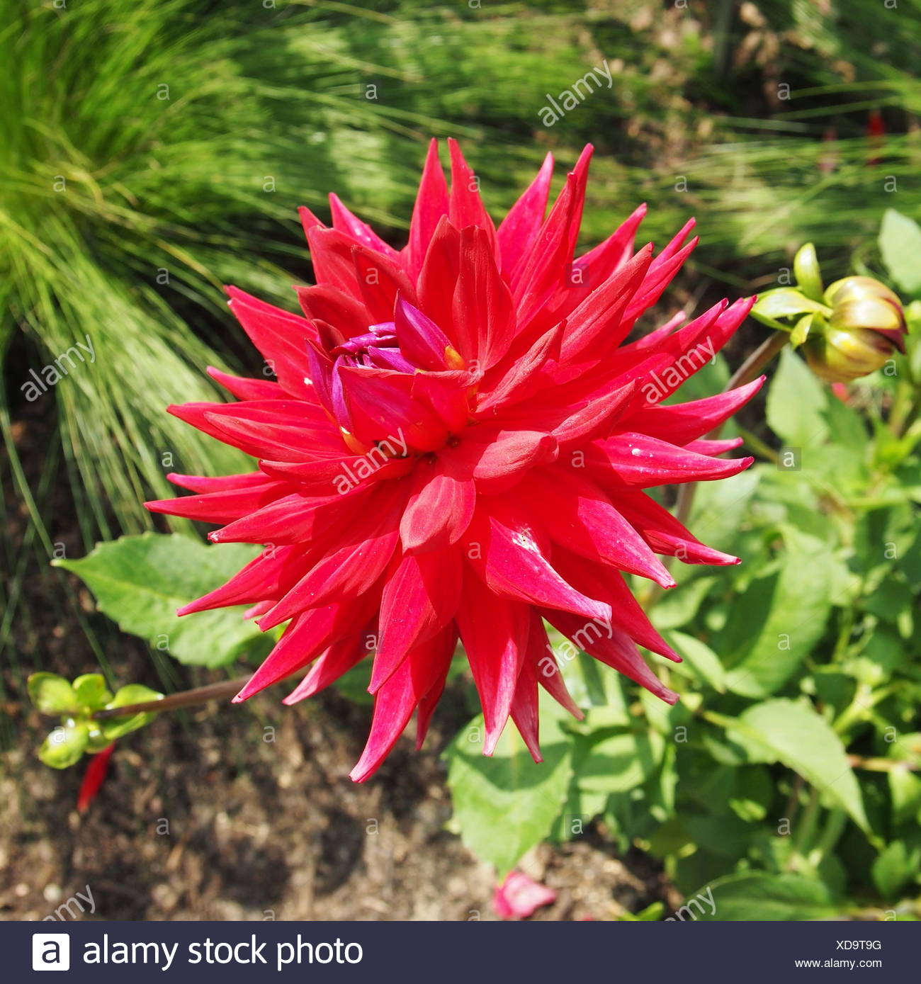 Pointed Petals High Resolution Stock Photography and Images - Alamy