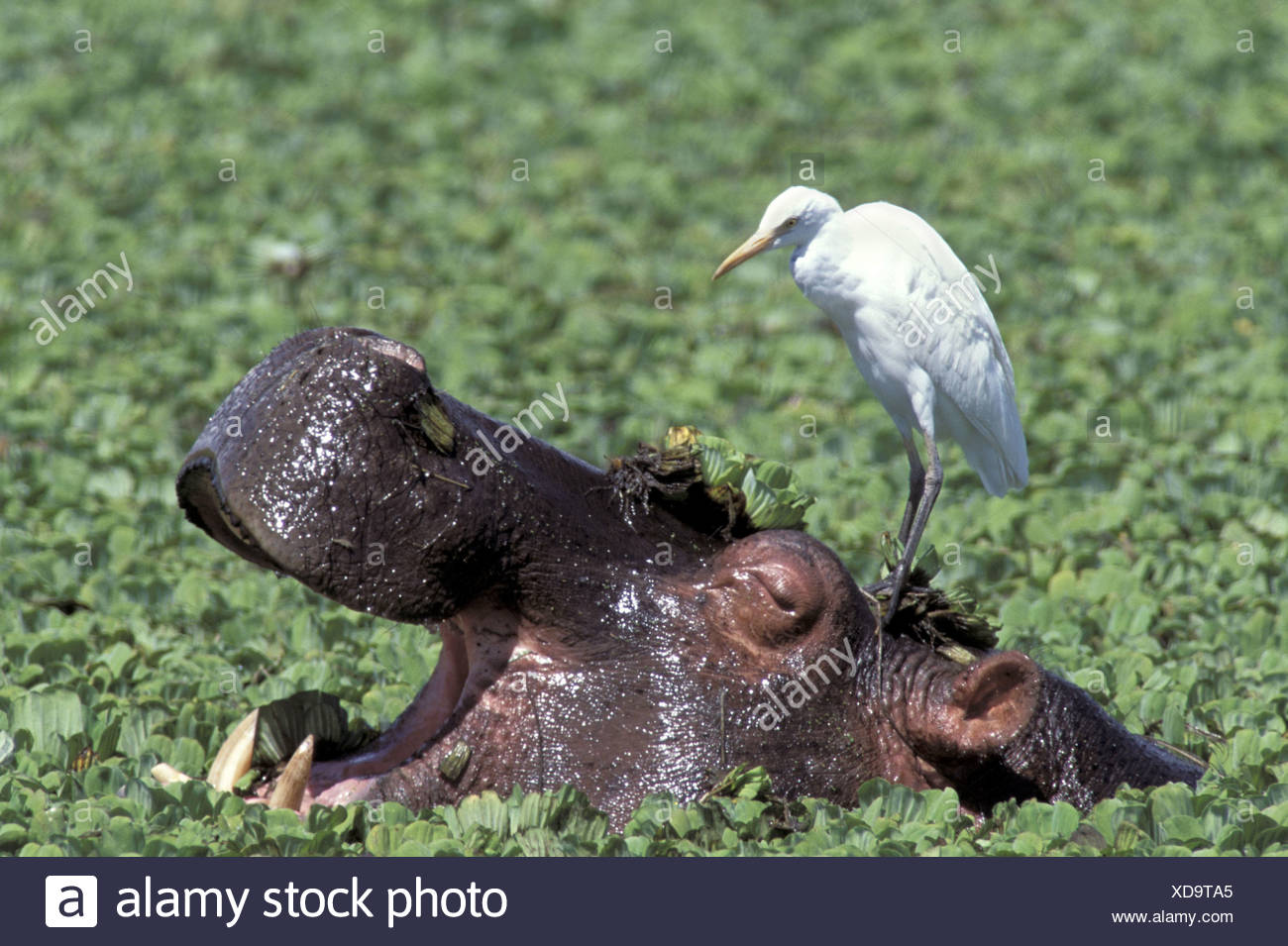 Bird On Hippo Stock Photos & Bird On Hippo Stock Images - Alamy