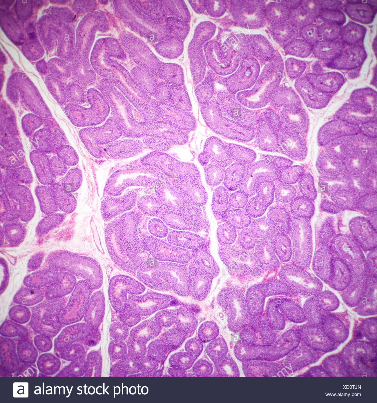 Testis Stock Photos & Testis Stock Images - Alamy