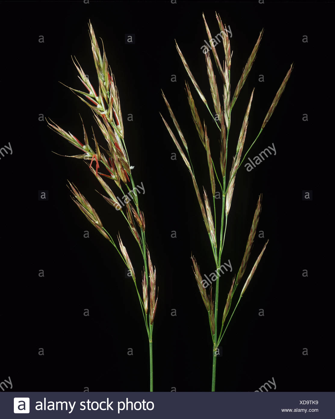 Upright Panicles High Resolution Stock Photography and Images - Alamy
