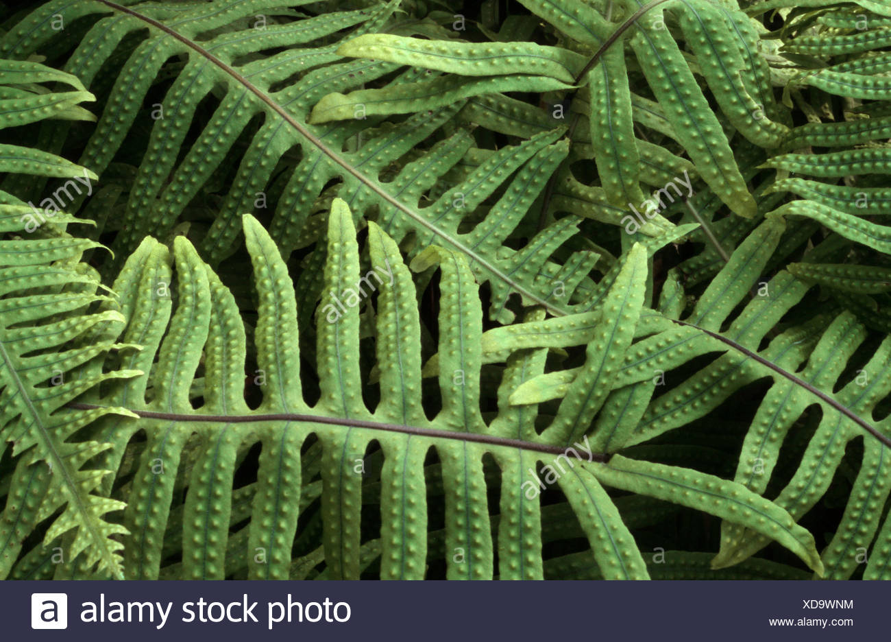 Polypodium Formosanum High Resolution Stock Photography and Images - Alamy