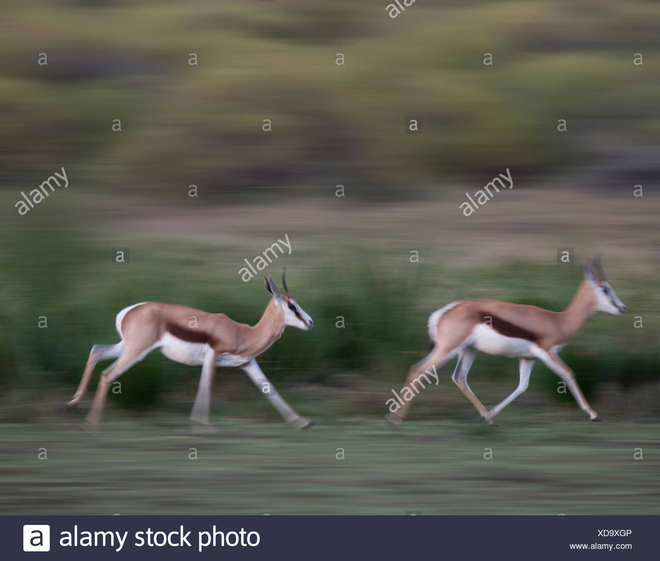 Springboks Running High Resolution Stock Photography and Images - Alamy