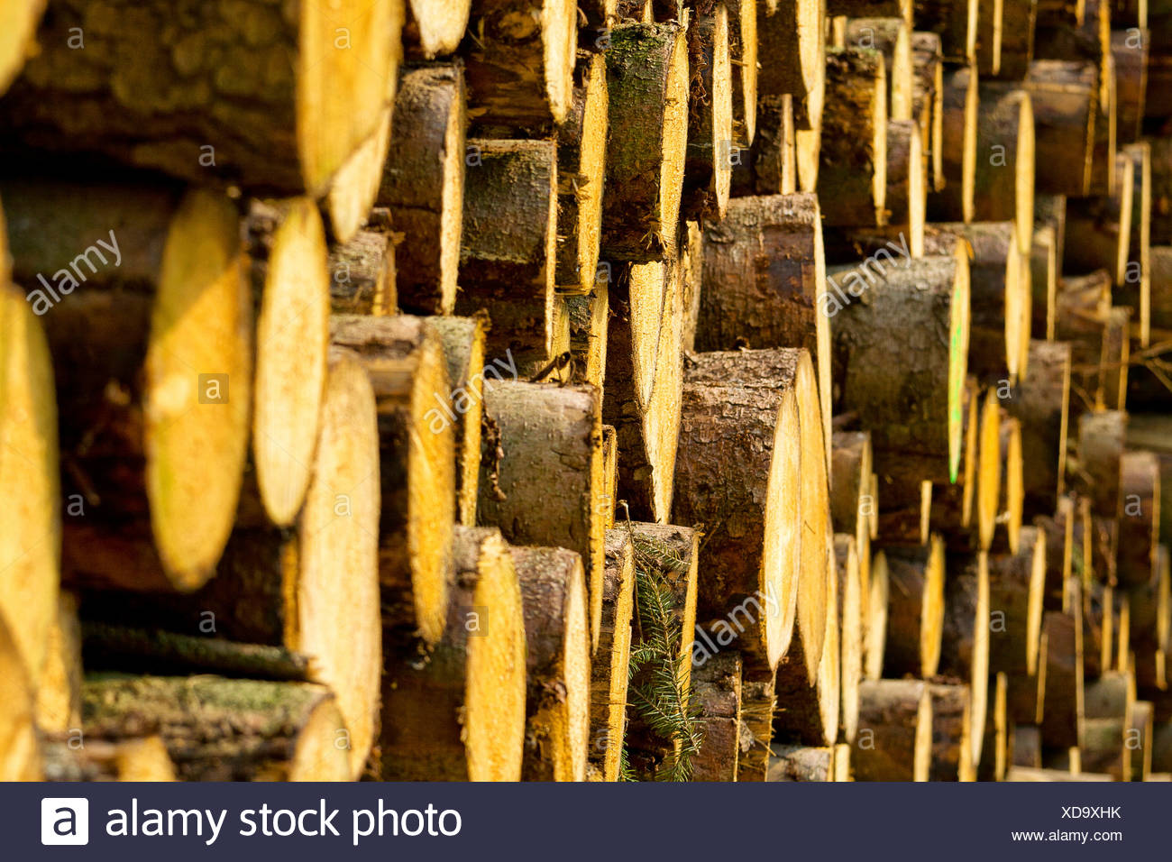 Log Piles High Resolution Stock Photography and Images - Alamy