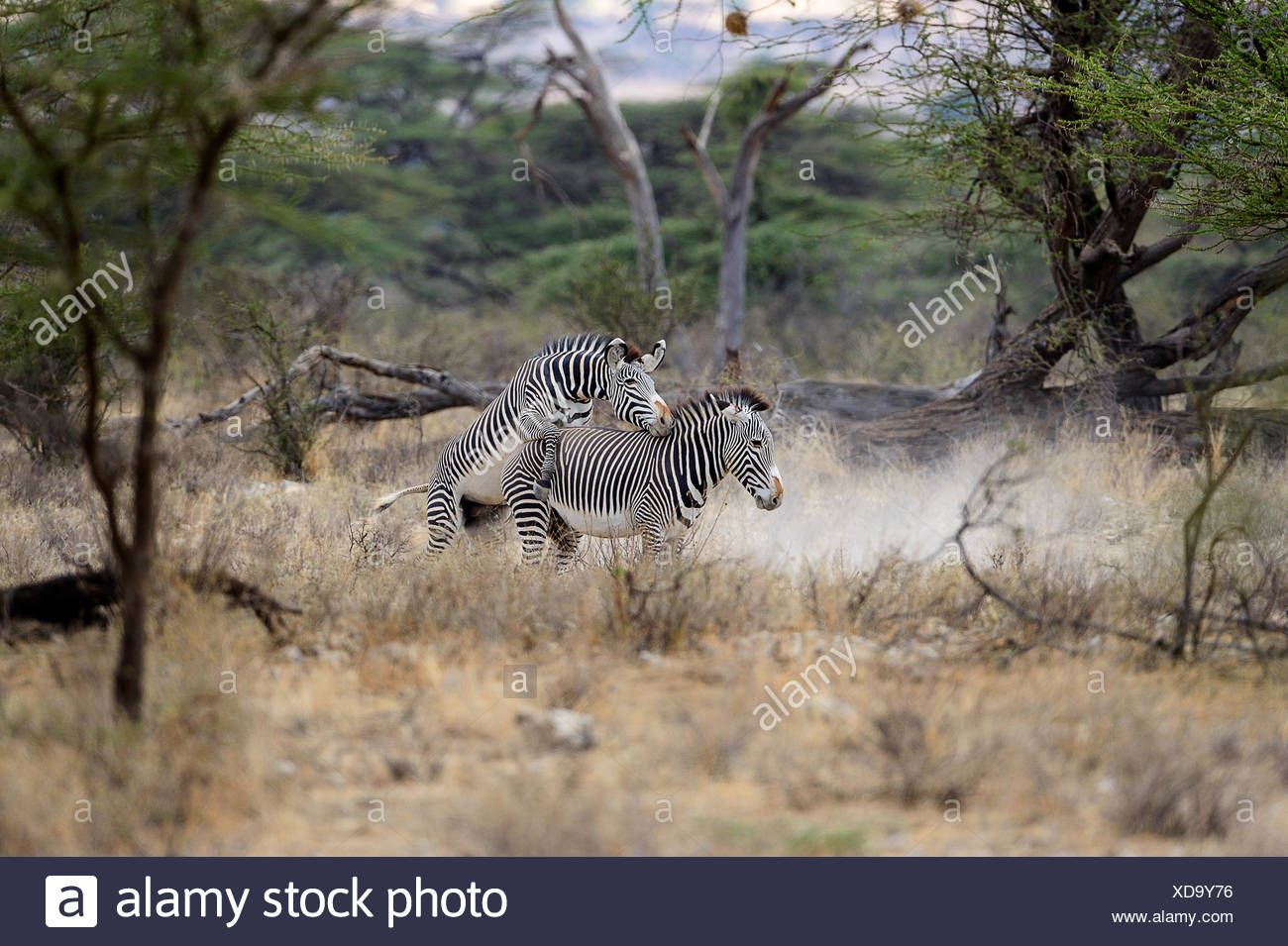 Mating Zebra High Resolution Stock Photography and Images - Alamy