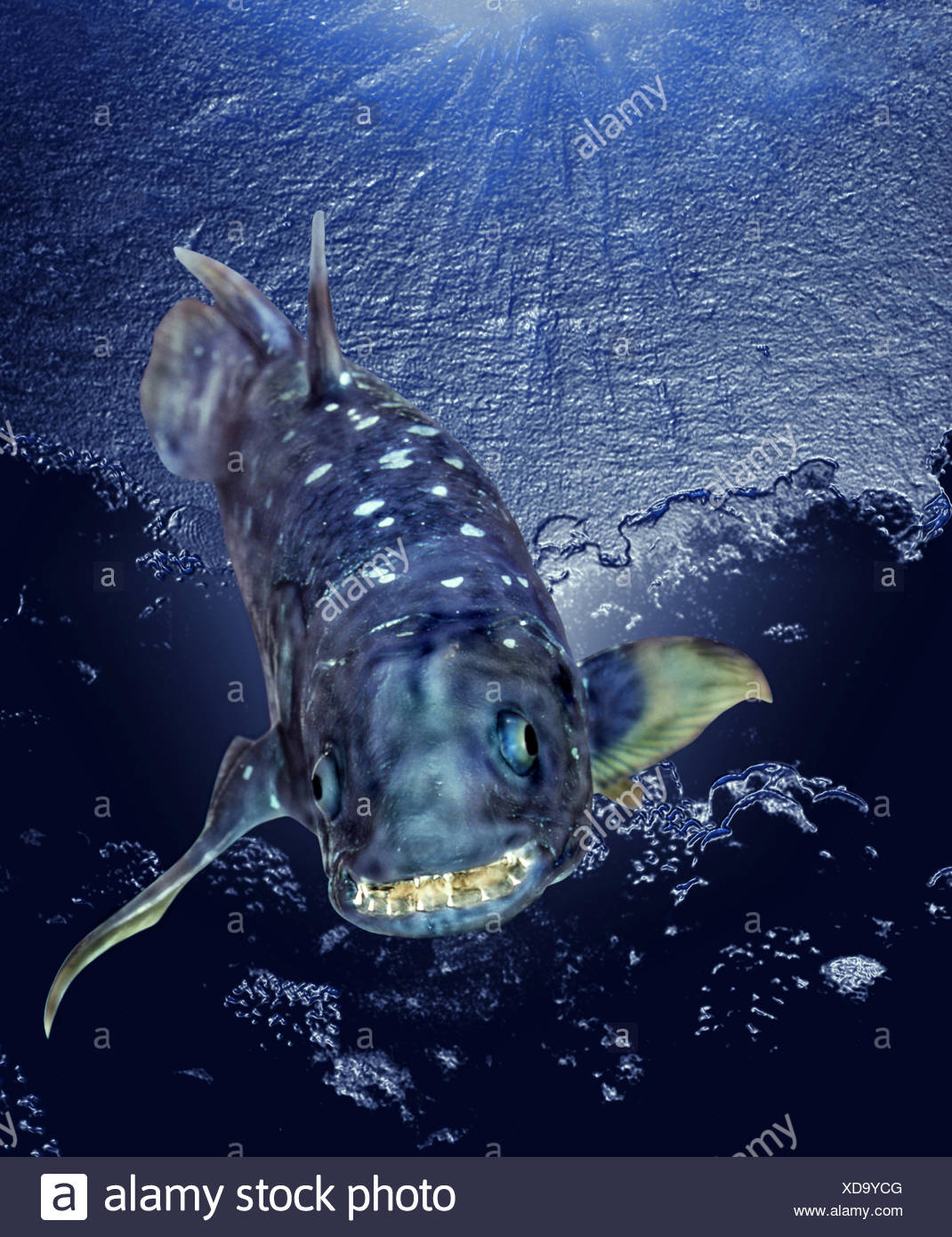 Coelacanth Fish Stock Photos & Coelacanth Fish Stock Images - Alamy