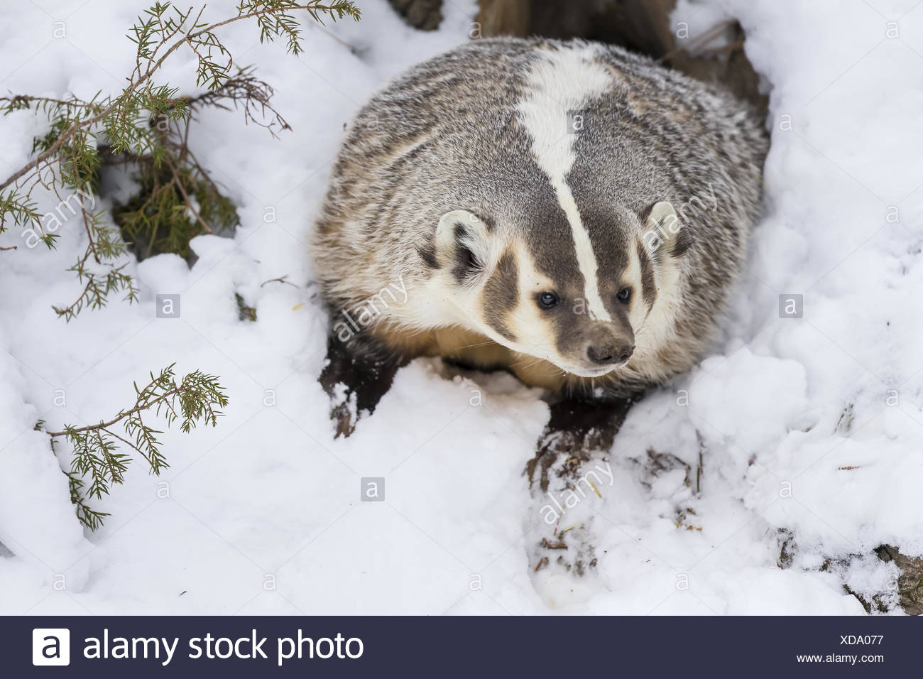 American Badger In Snow Stock Photos & American Badger In Snow Stock ...