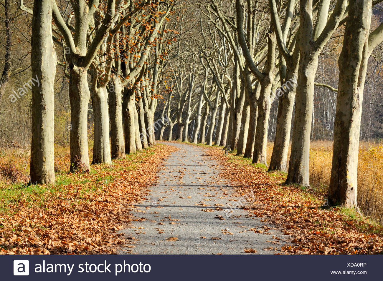 Allee Of Plane Trees High Resolution Stock Photography and Images - Alamy