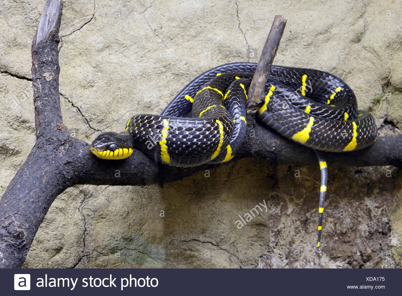 Mangrove Snake High Resolution Stock Photography and Images - Alamy