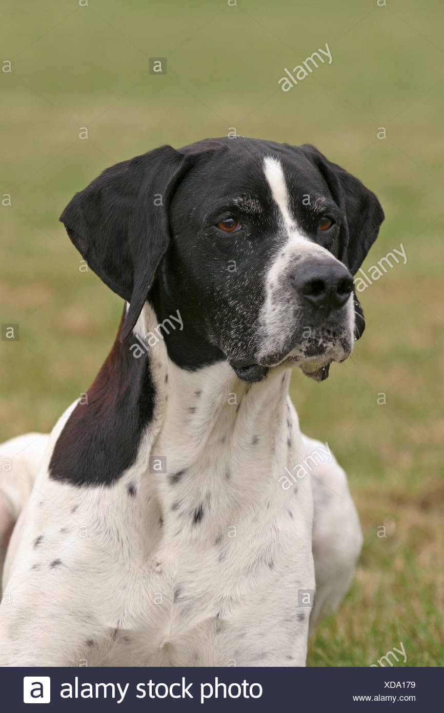 English Short Haired Pointer High Resolution Stock Photography and ...