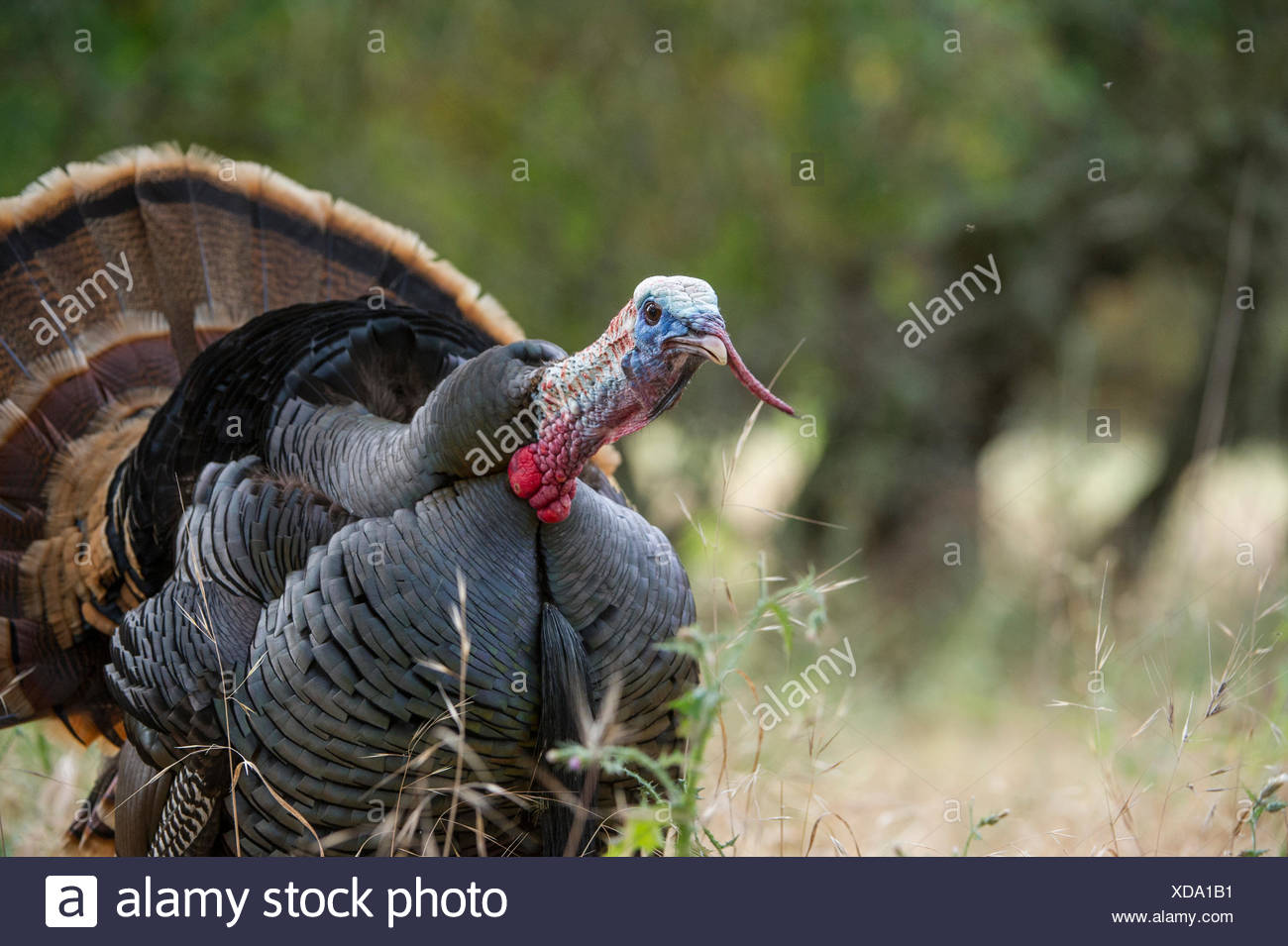 Gobbling Turkey High Resolution Stock Photography and Images - Alamy