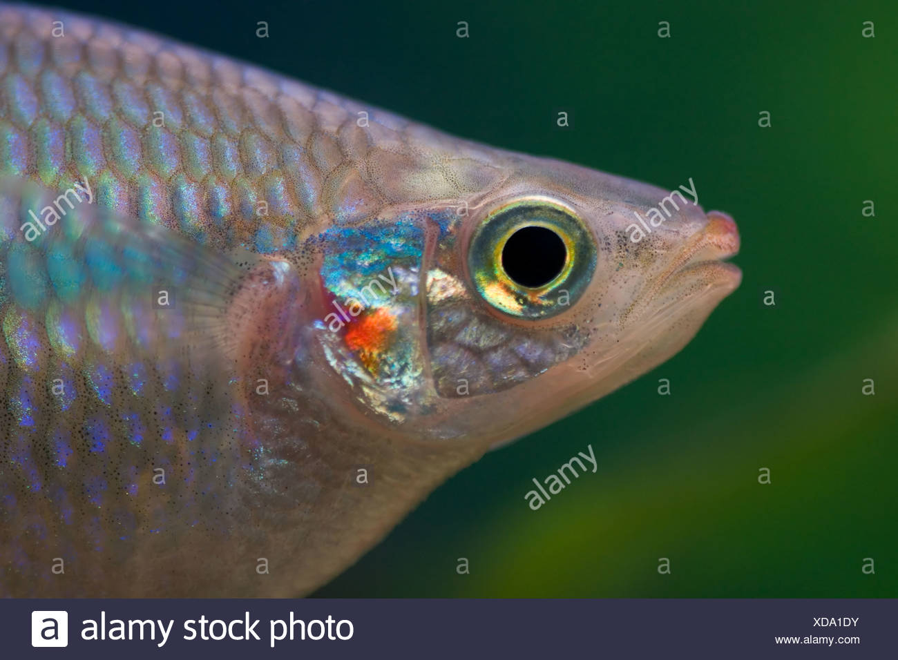 Melanotaenia Trifasciata High Resolution Stock Photography and Images ...