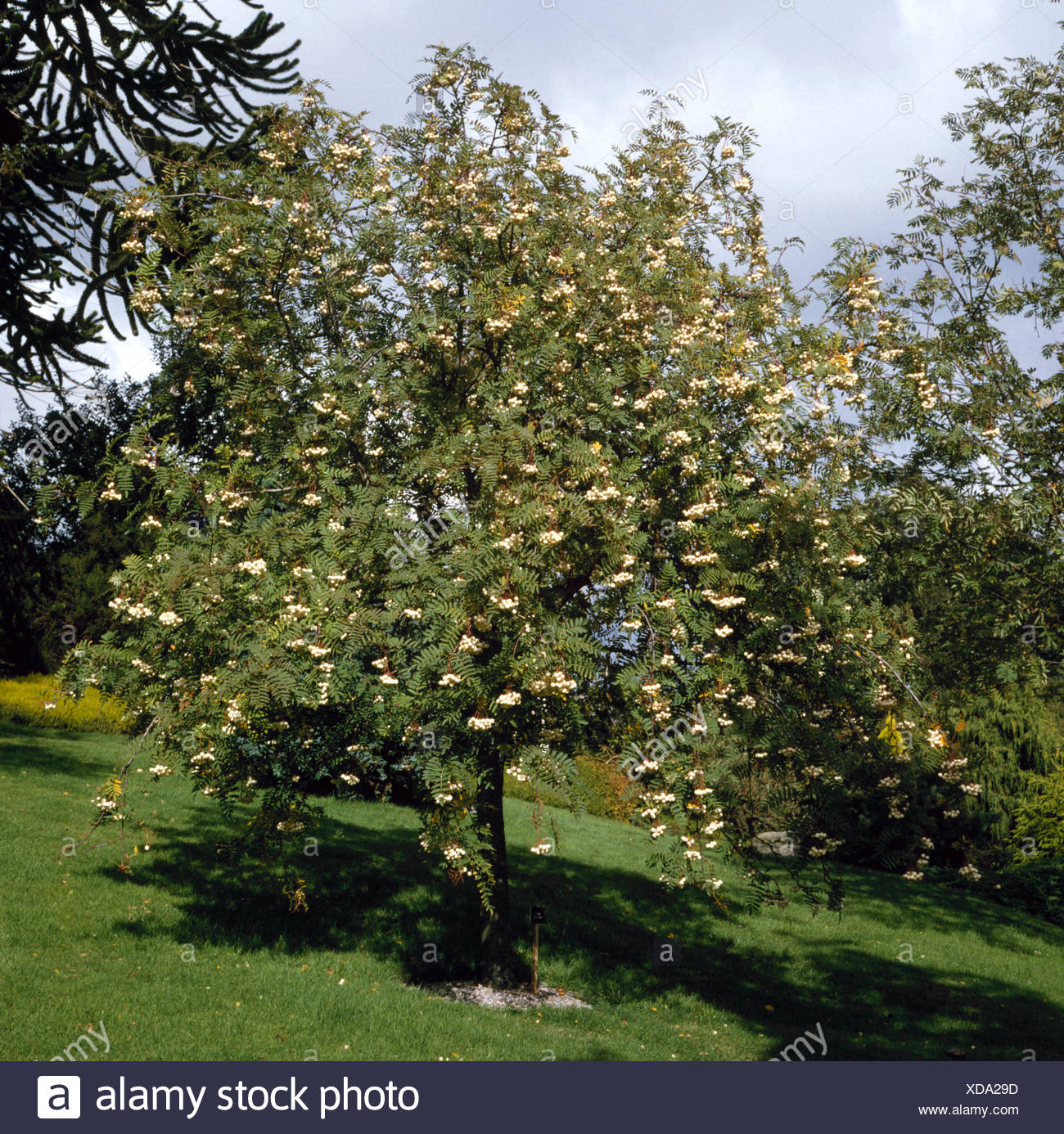 Sorbus Cashmiriana High Resolution Stock Photography and Images - Alamy