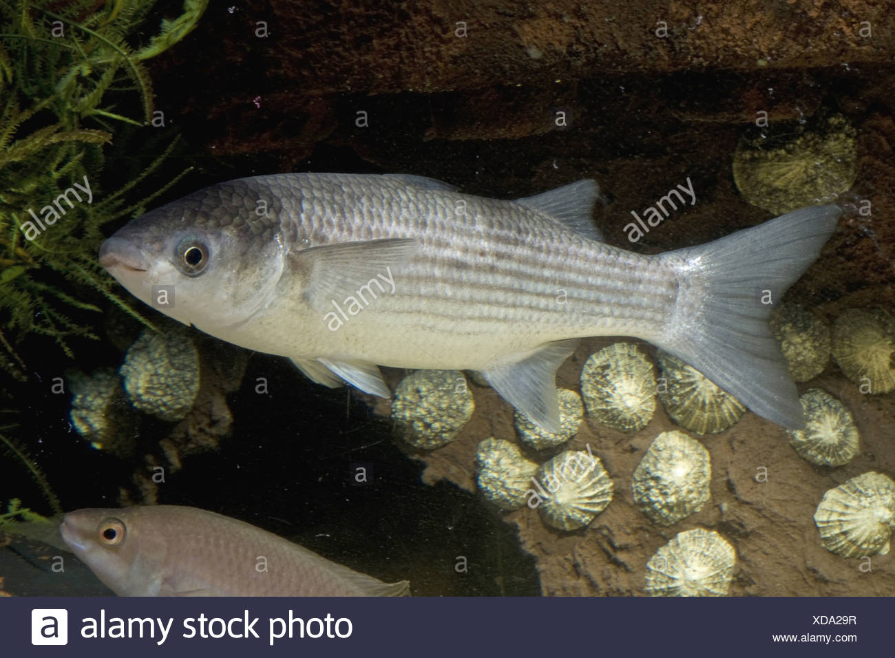 Grey Mullet High Resolution Stock Photography and Images - Alamy