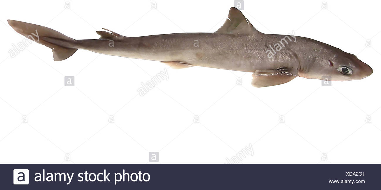Shark Skin Close Up Stock Photos & Shark Skin Close Up Stock Images - Alamy