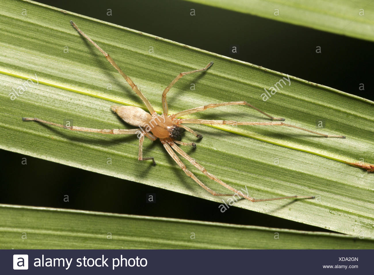 Burrowing Species High Resolution Stock Photography and Images - Alamy